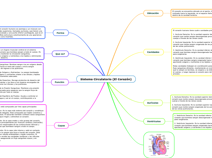 Sistema Circulatorio (El Coraz - Mind Map